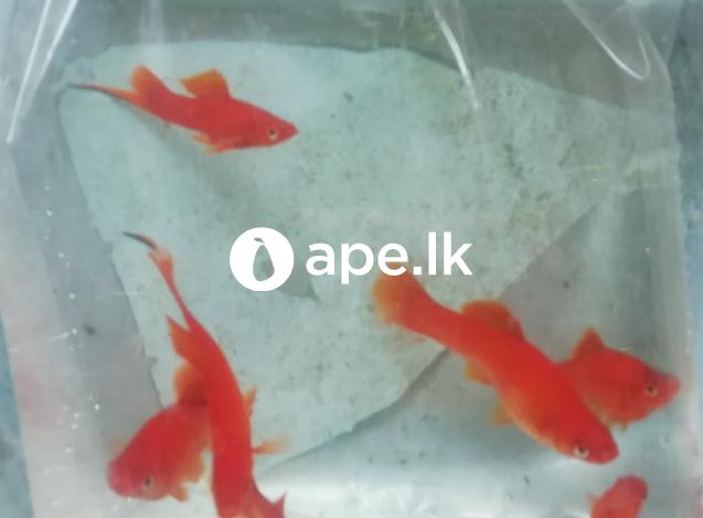 Swordtail for sell colombo kesbewa 7360